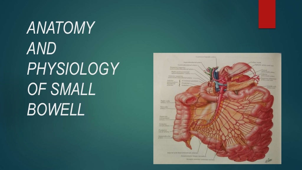 anatomy and physiology of small intestine