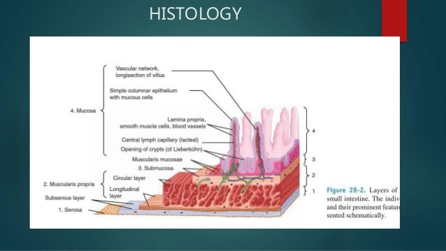 anatomy and physiology of small intestine