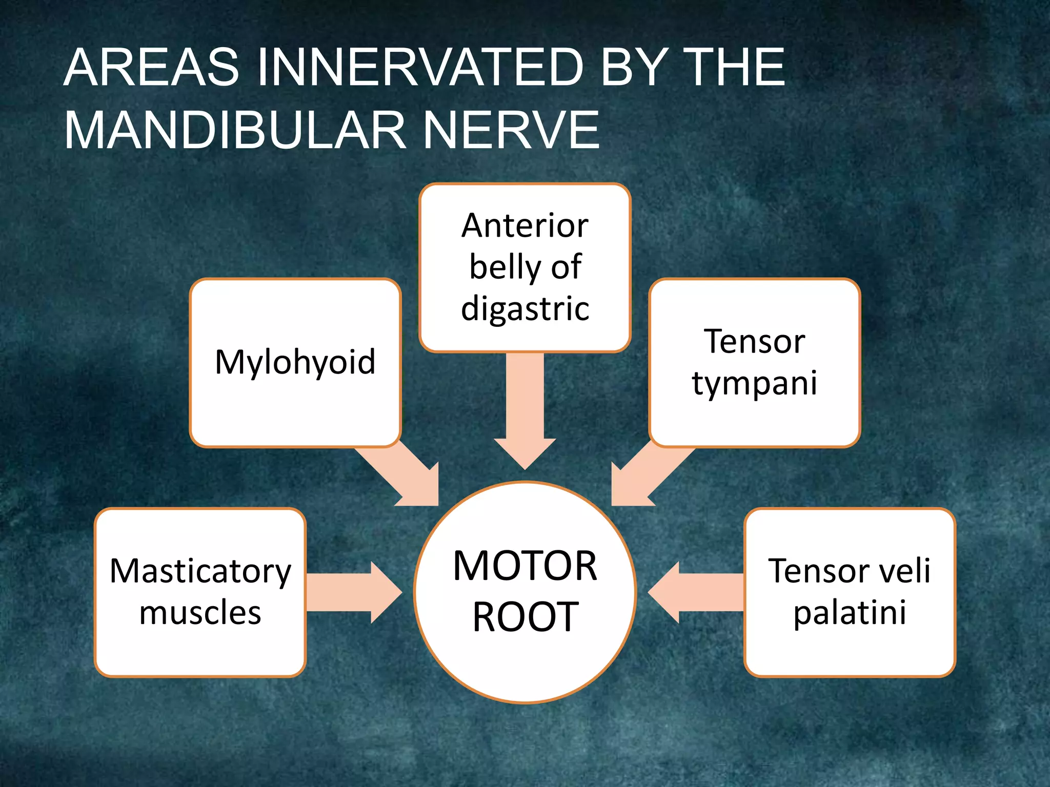 Mandibular nerve | PPTX