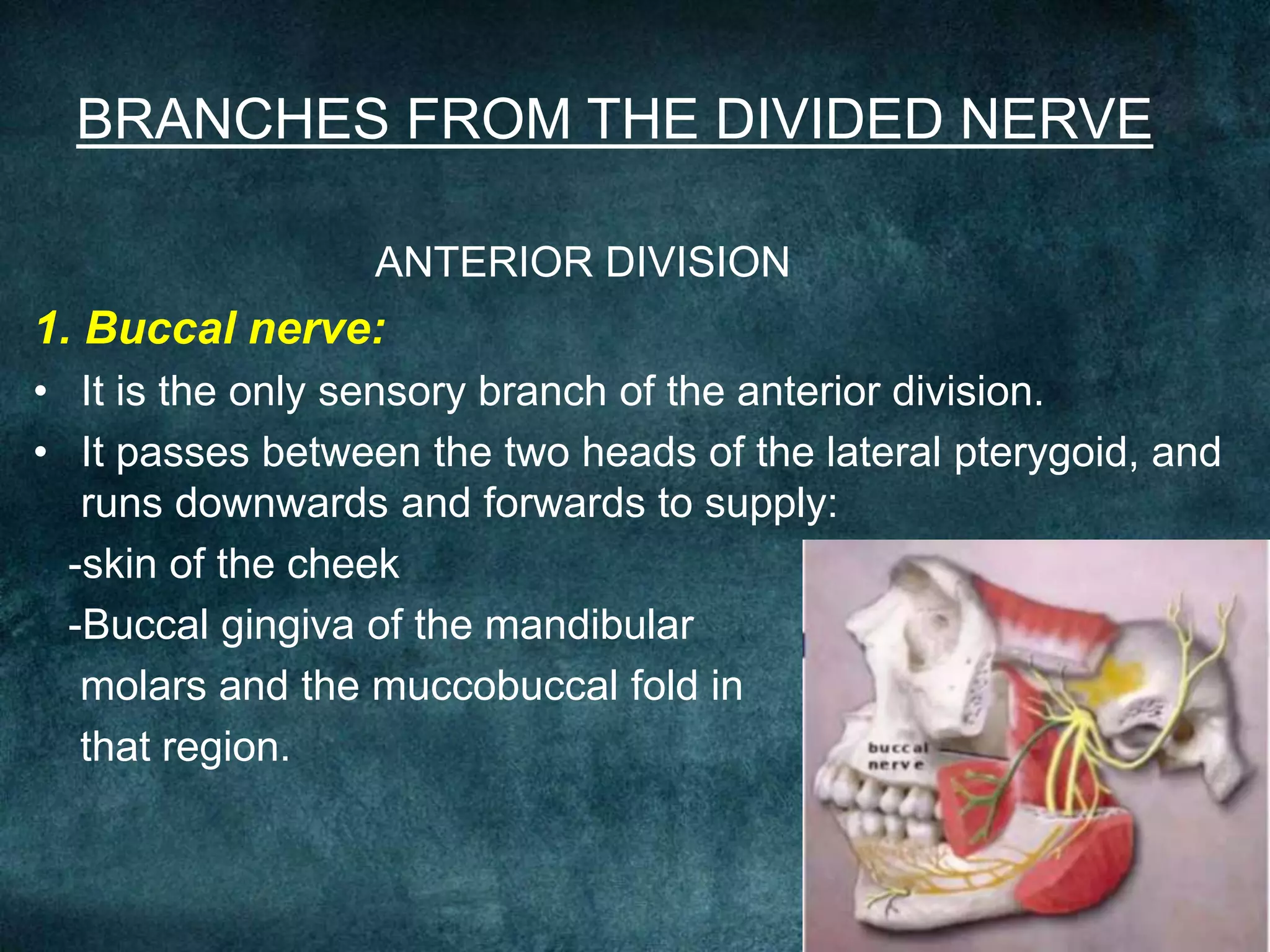 Mandibular nerve | PPTX