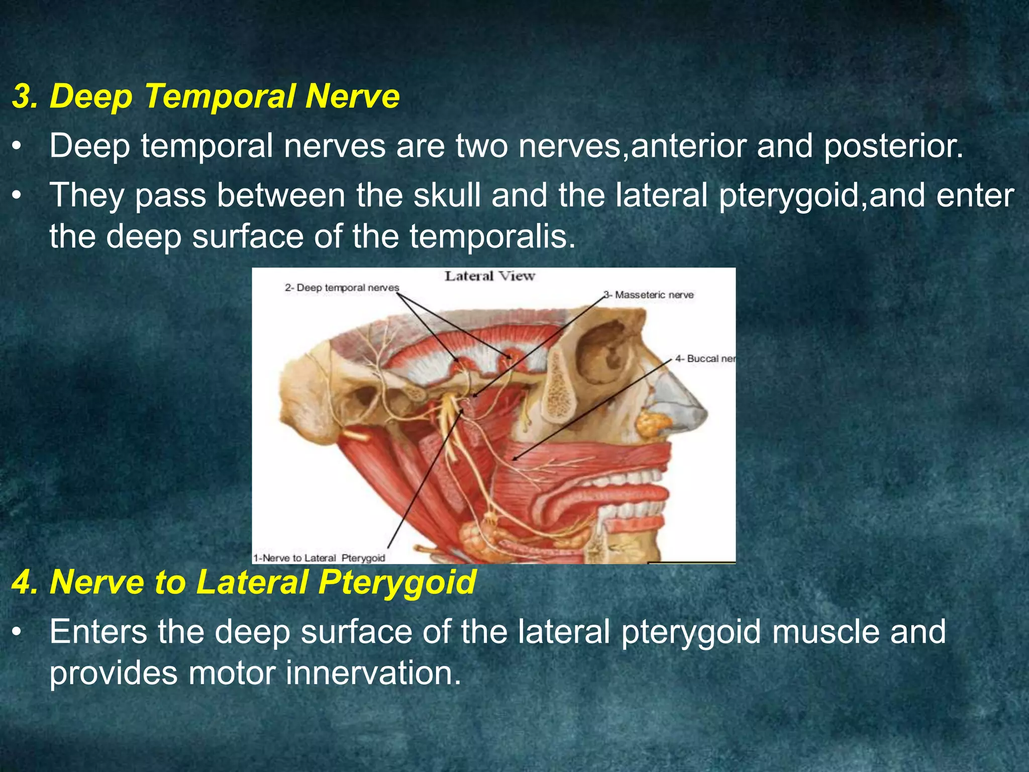 Mandibular nerve | PPTX