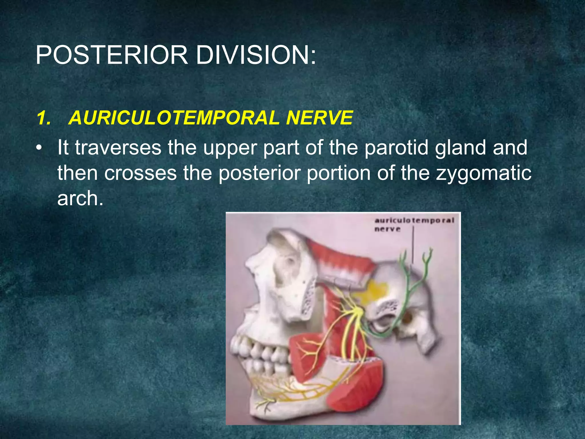 Mandibular nerve | PPTX