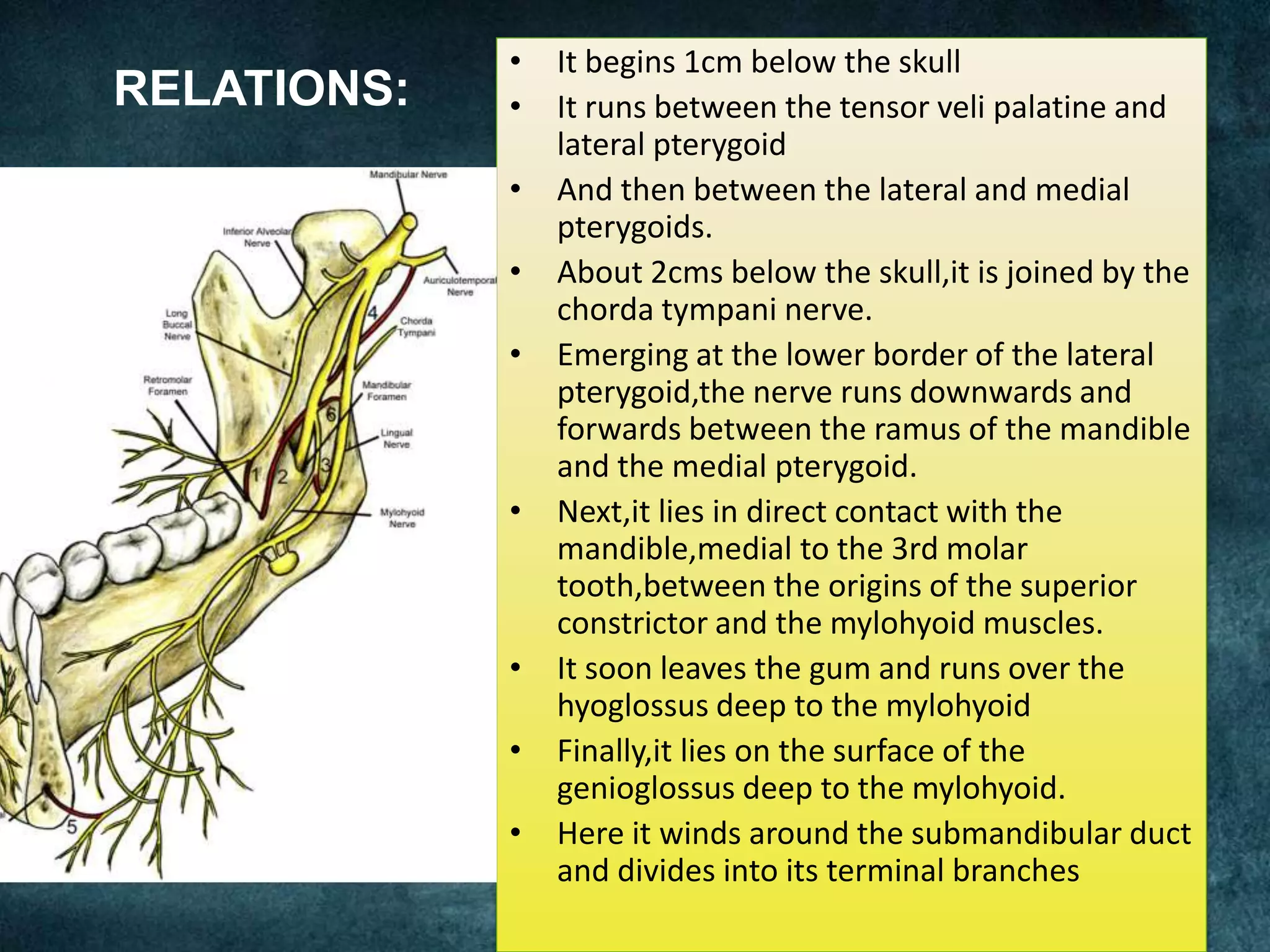 Mandibular nerve | PPTX