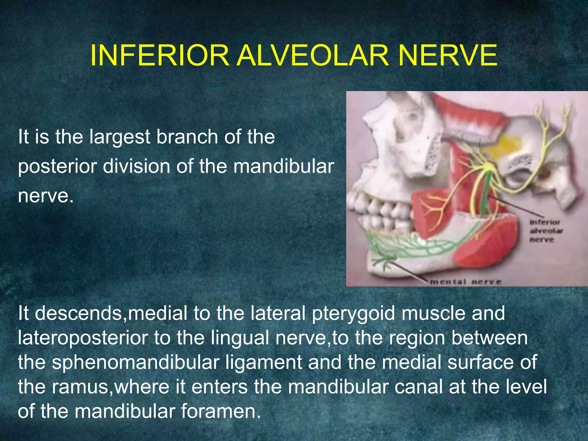Mandibular nerve | PPTX