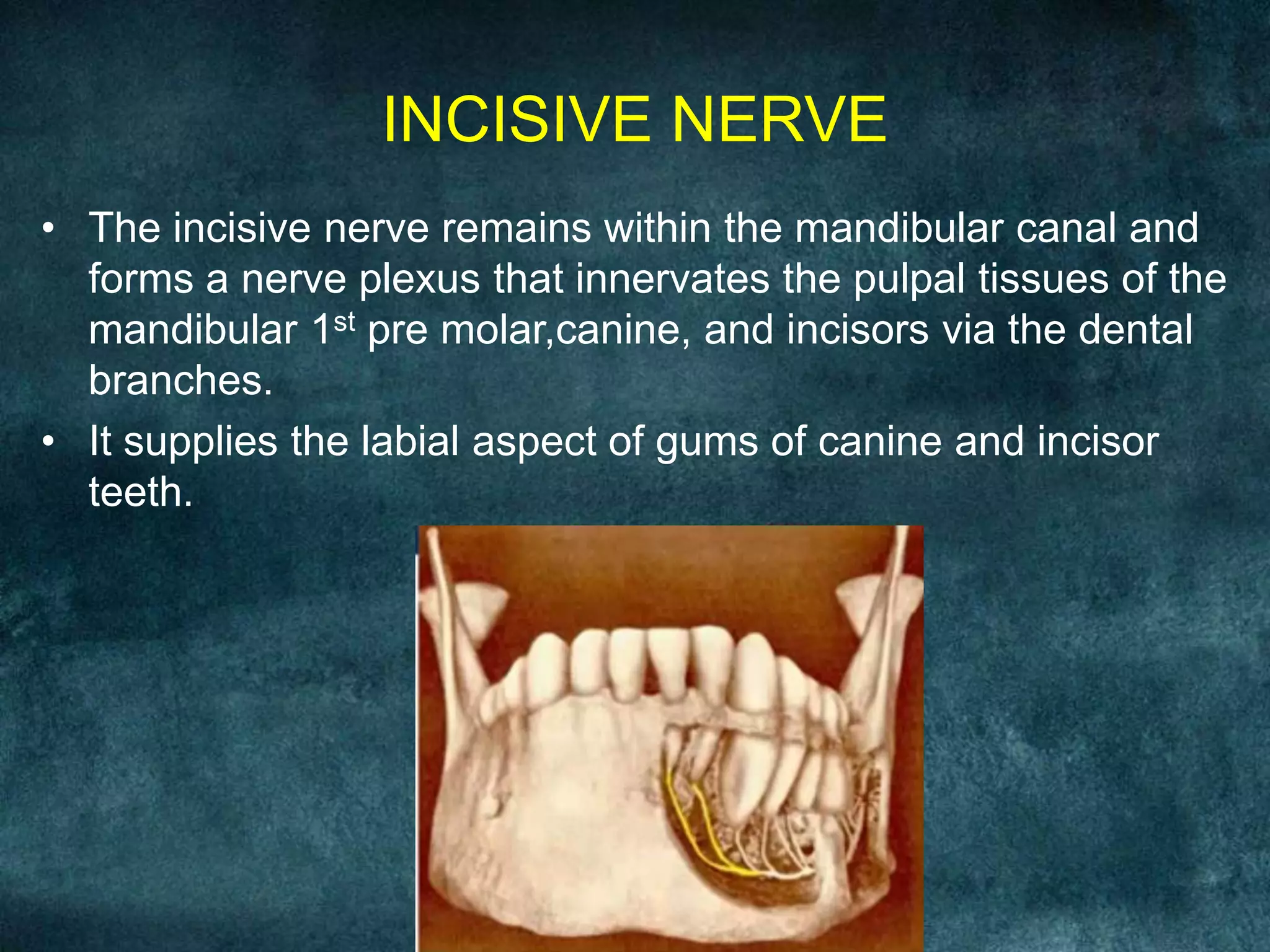 Mandibular nerve | PPTX