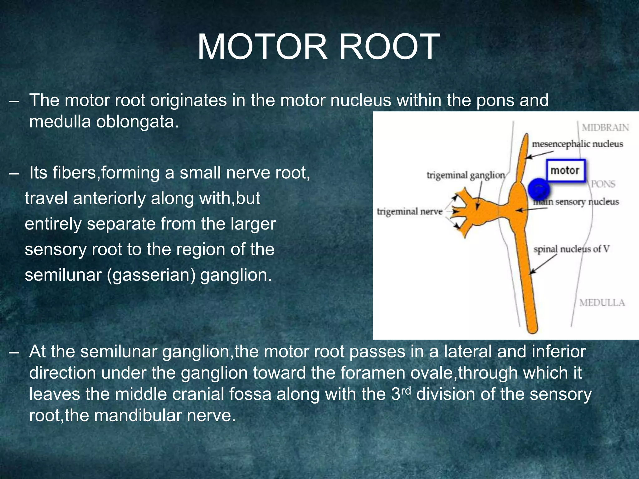 Mandibular nerve | PPTX