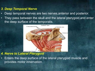 Mandibular nerve | PPTX