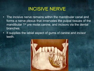 Mandibular nerve | PPT