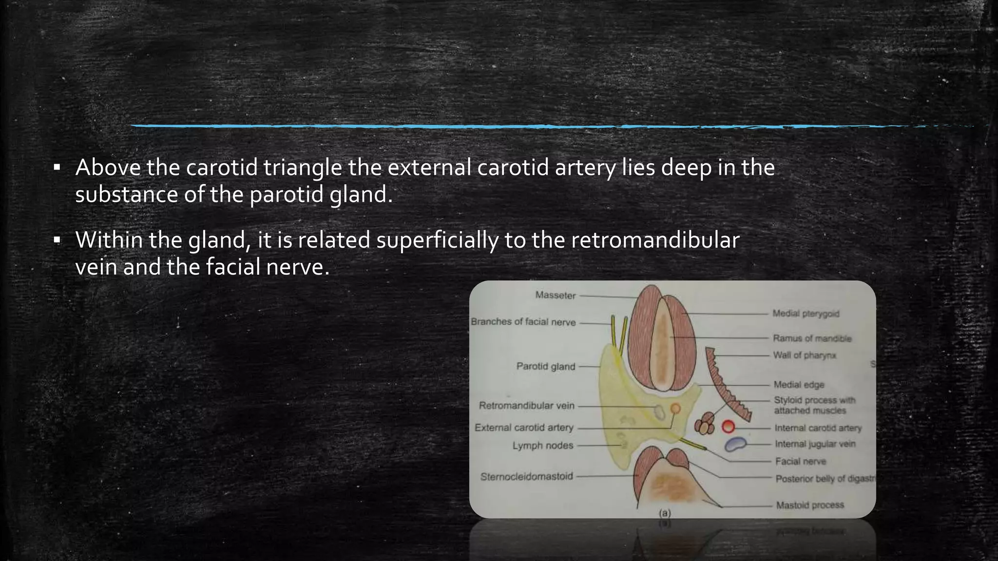 Facial artery | PPTX