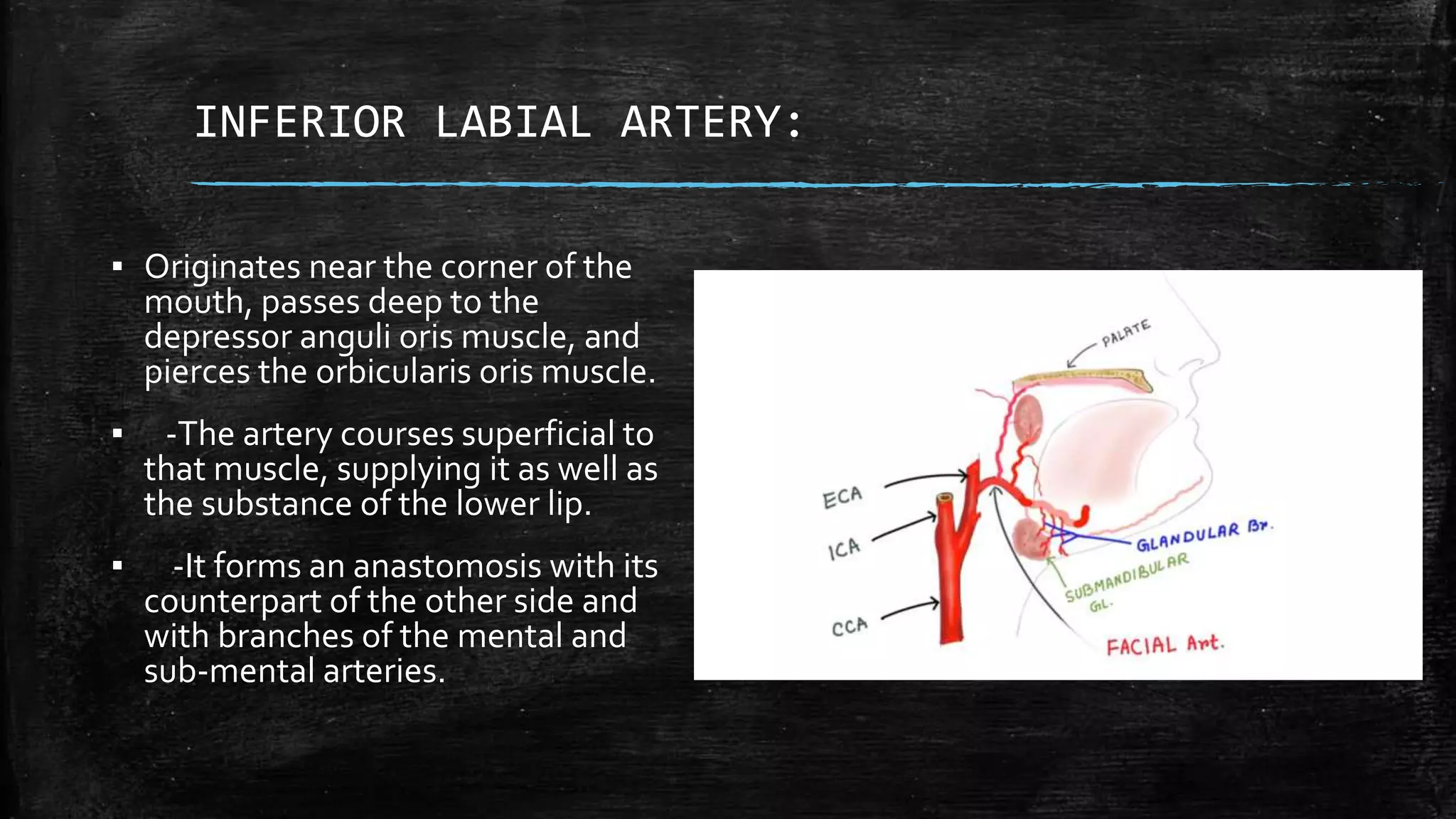 Facial artery | PPTX