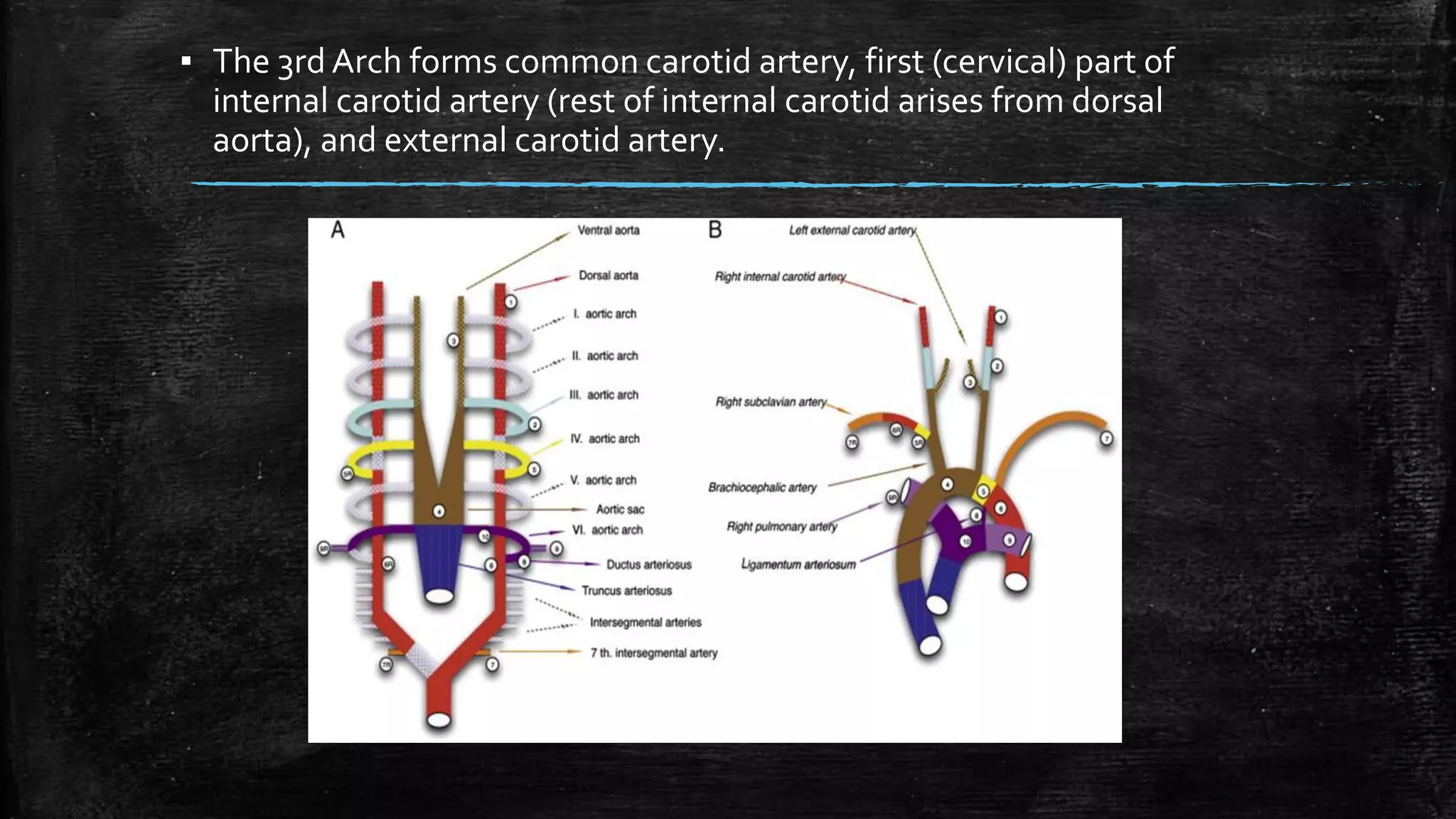 Facial artery | PPTX