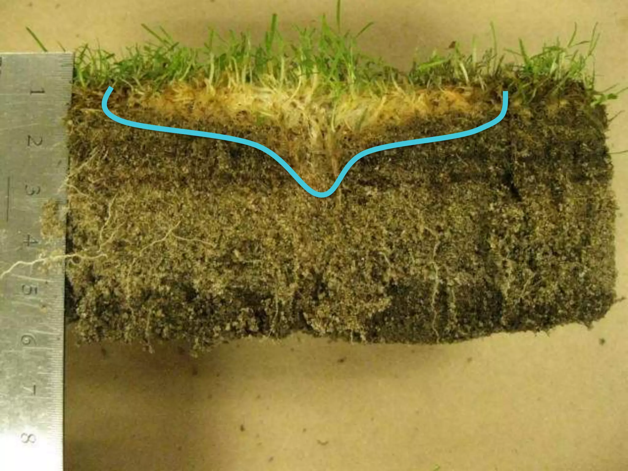 Thatch collapse | PPTX