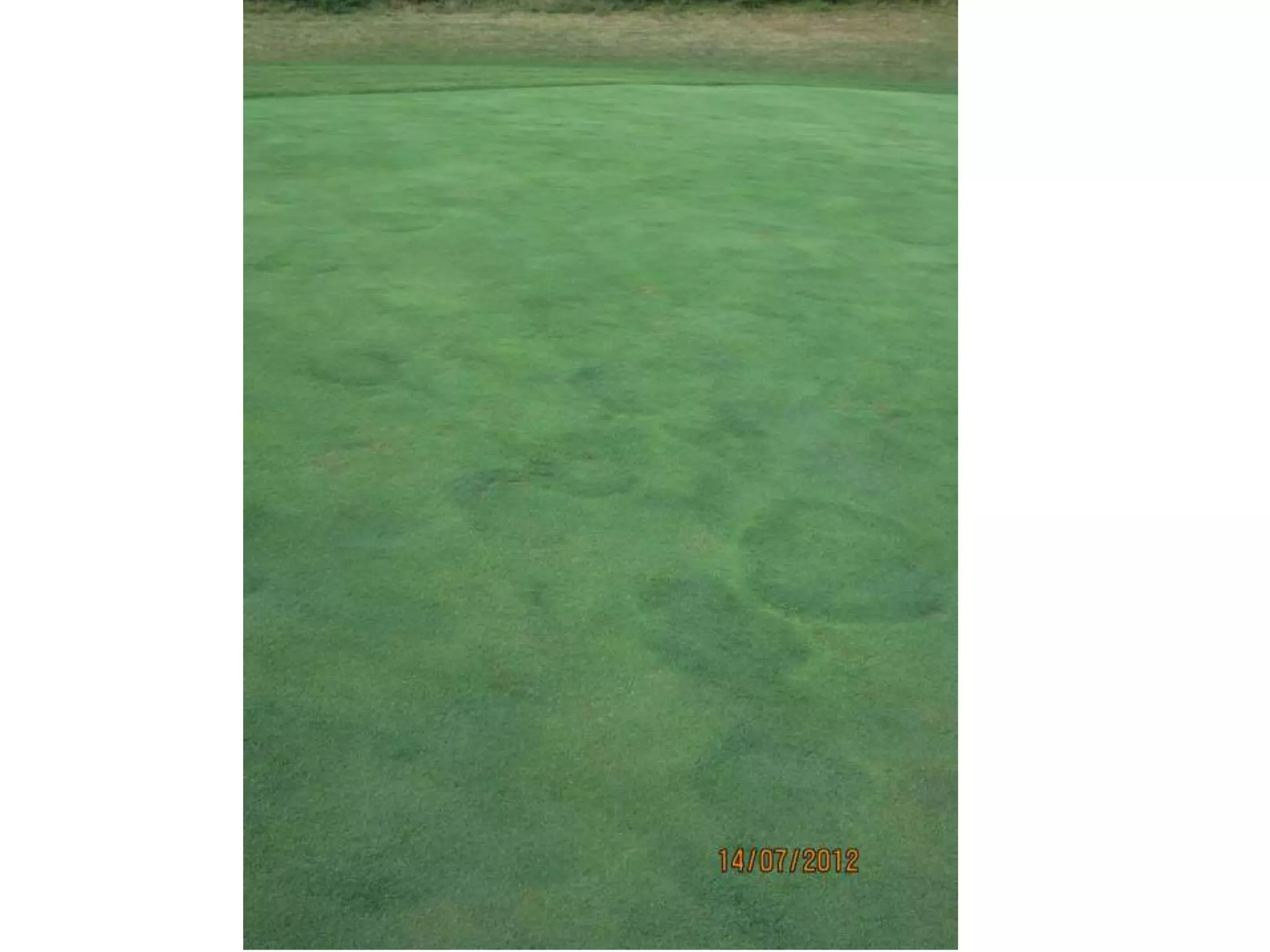 Thatch collapse | PPTX