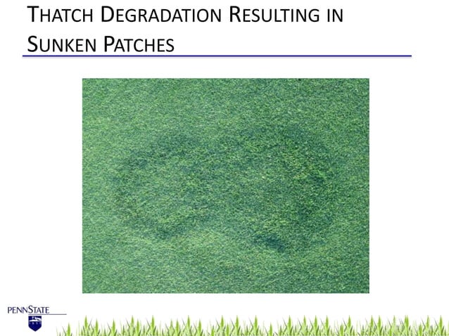 Thatch collapse | PPTX