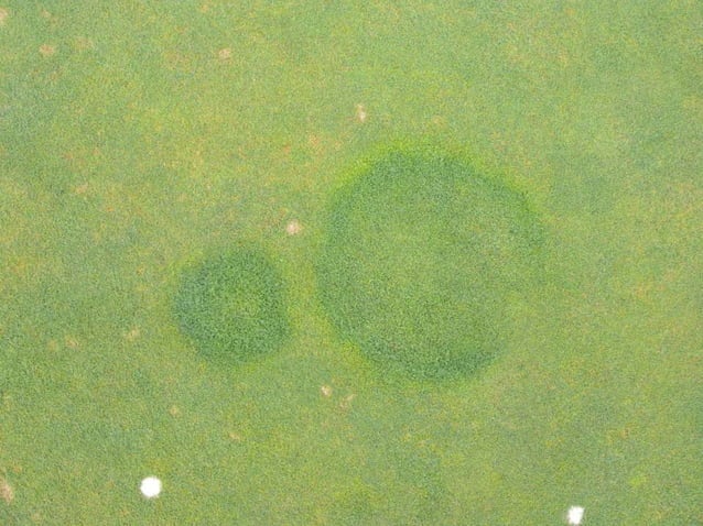 Thatch collapse | PPTX