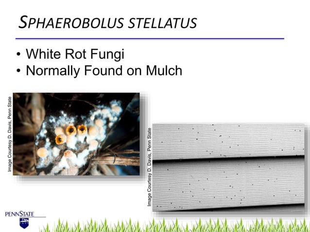 Thatch collapse | PPTX