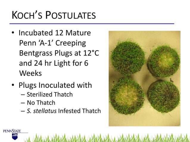 Thatch collapse | PPTX