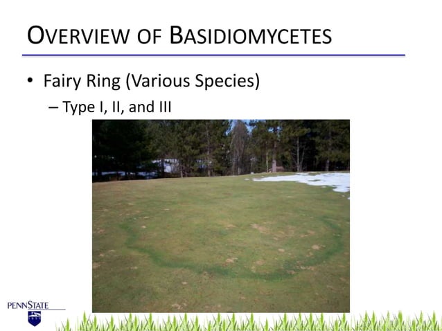 Thatch collapse | PPTX