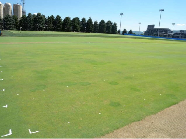 Thatch collapse | PPTX