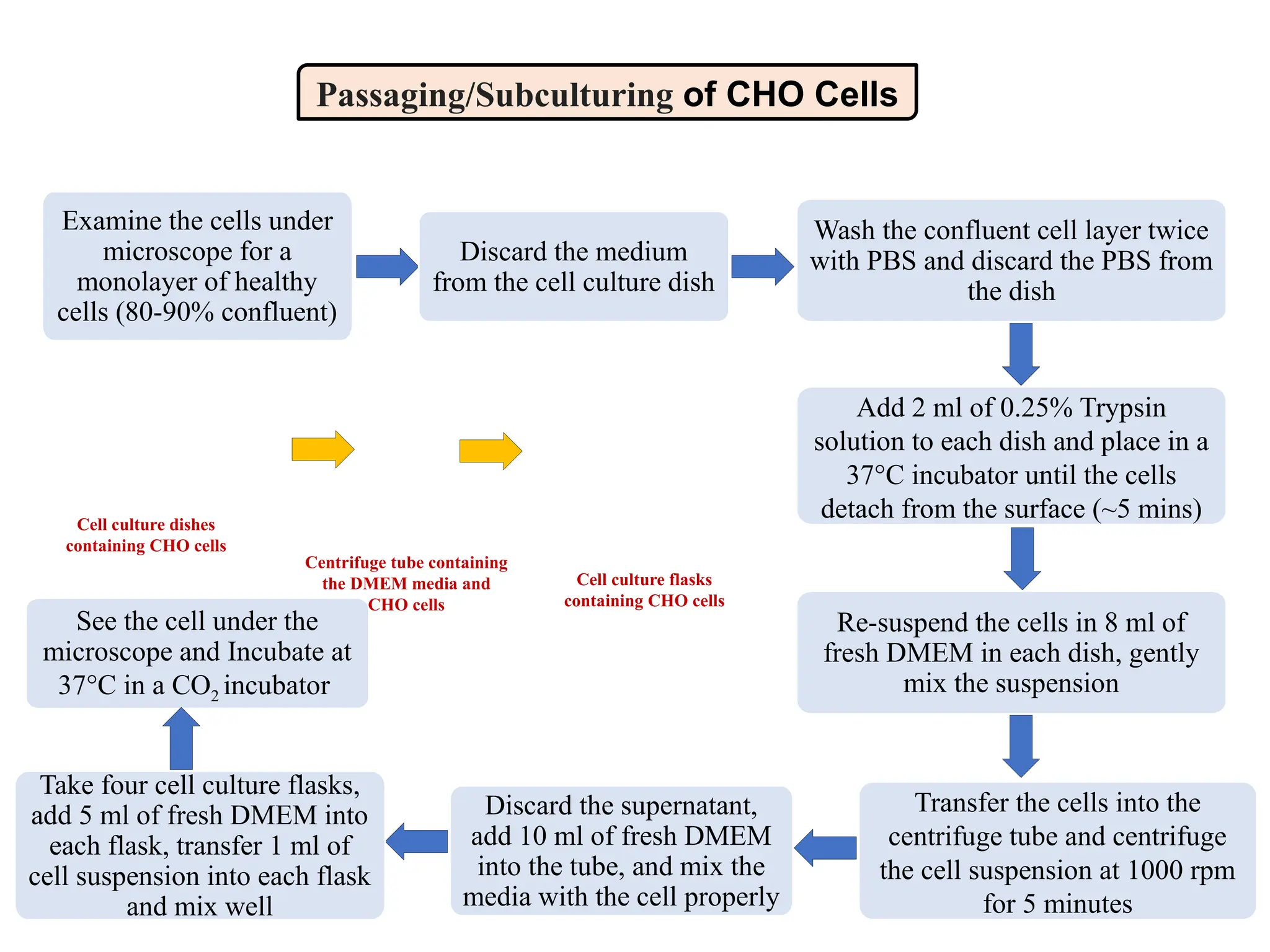 Thawing, and Passaging of CHO Cell Lines.pptx