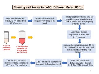 Thawing, and Passaging of CHO Cell Lines.pptx