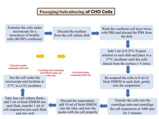Thawing, and Passaging of CHO Cell Lines.pptx