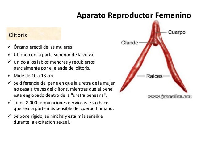 Thb u04-tarea10 aparato-reproductor_8892003-vilma pinto