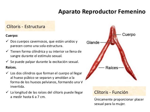 Thb u04-tarea10 aparato-reproductor_8892003-vilma pinto