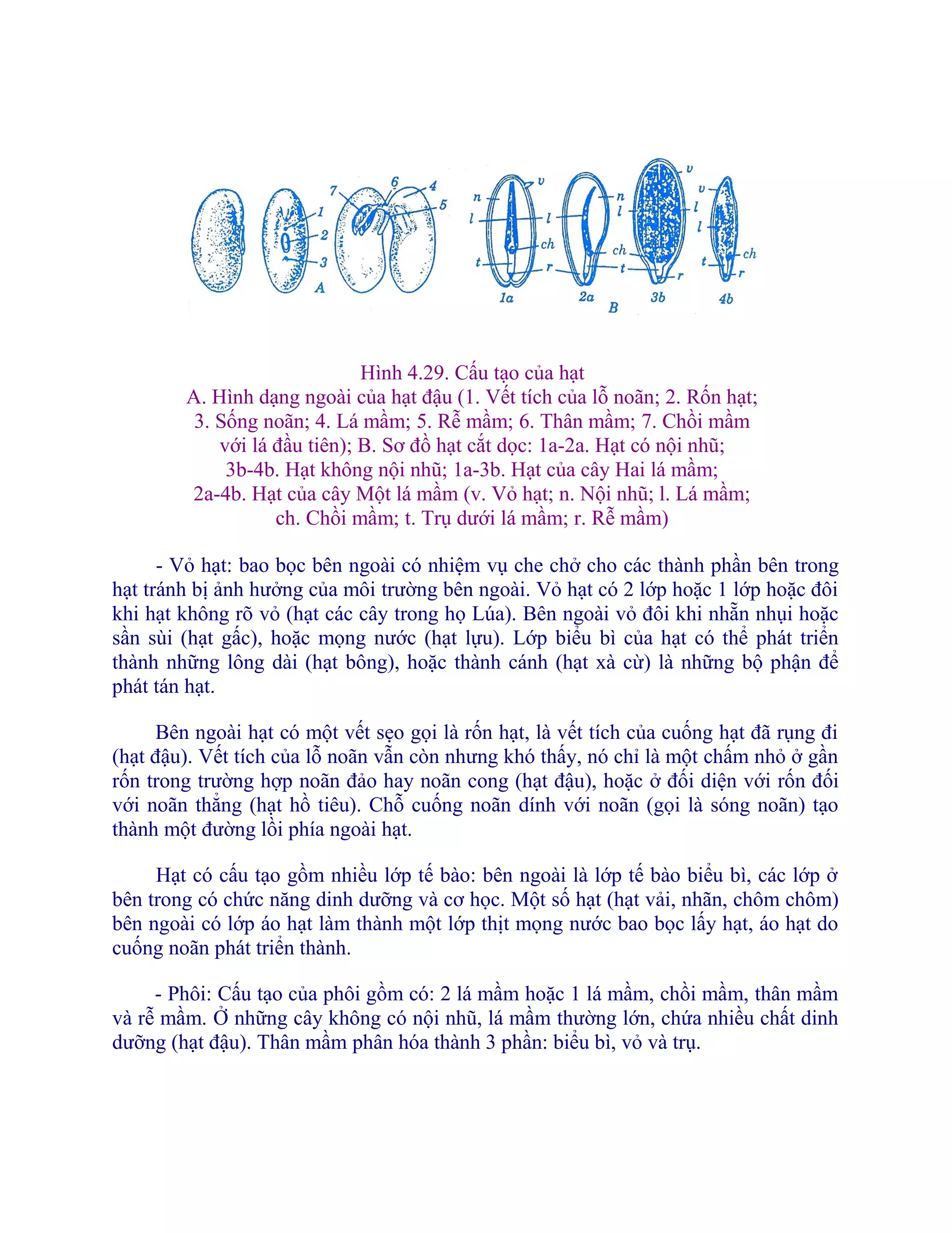 Thực vật học | DOC