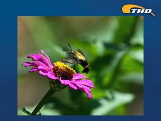 THD Procedure for Hemorrhoids: A Kinder, Gentler Approach - Presented ...