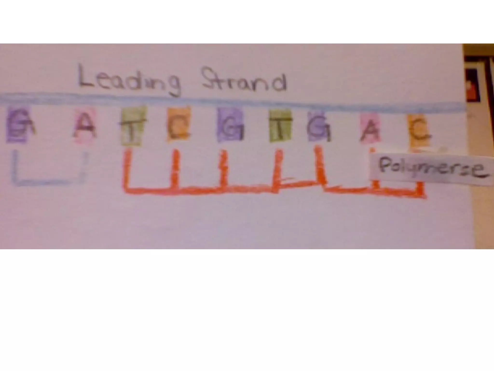 DNA Replication Model | KEY
