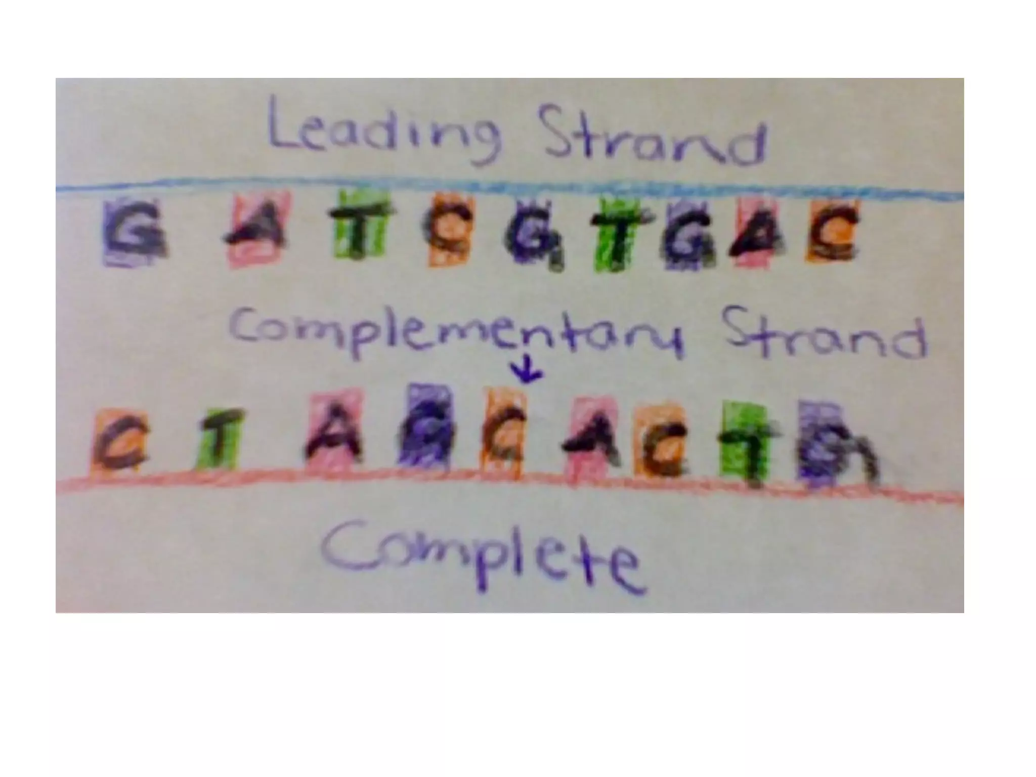 DNA Replication Model | KEY