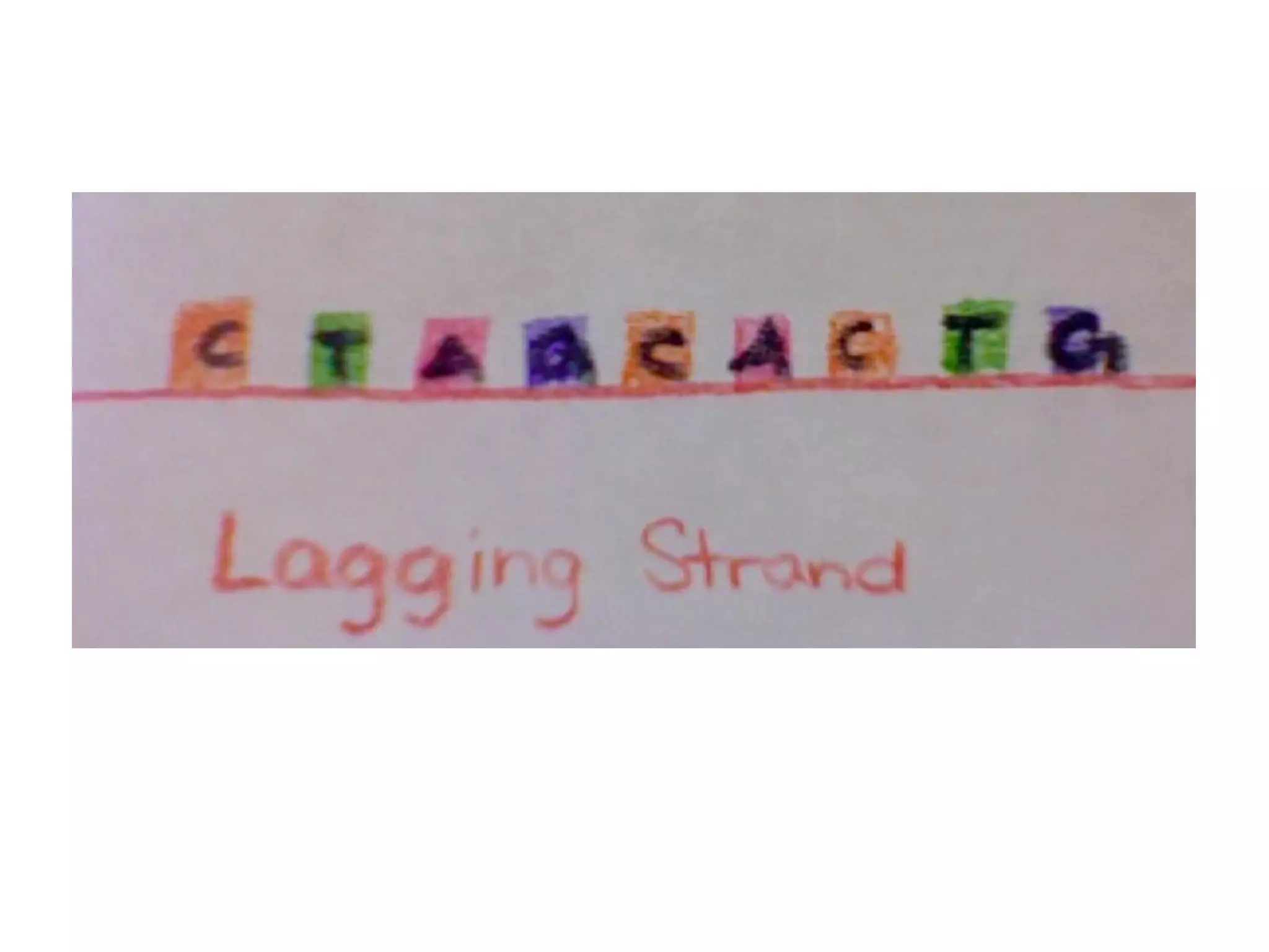 Dna Replication Model Key