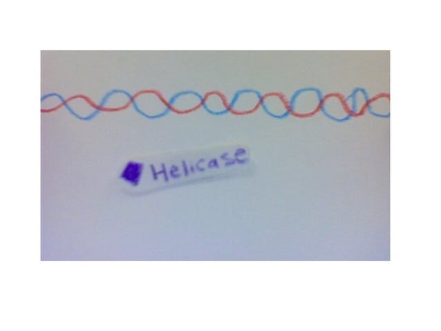 Dna Replication Model Key