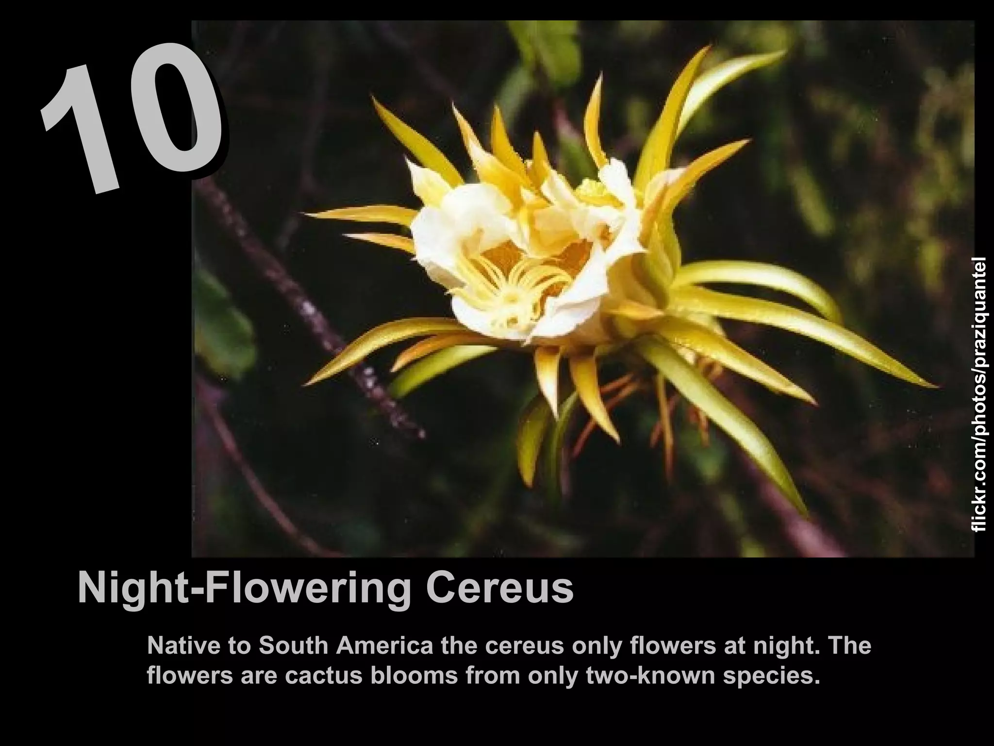 The 10 Most Amazing Flowers in the World | PPT