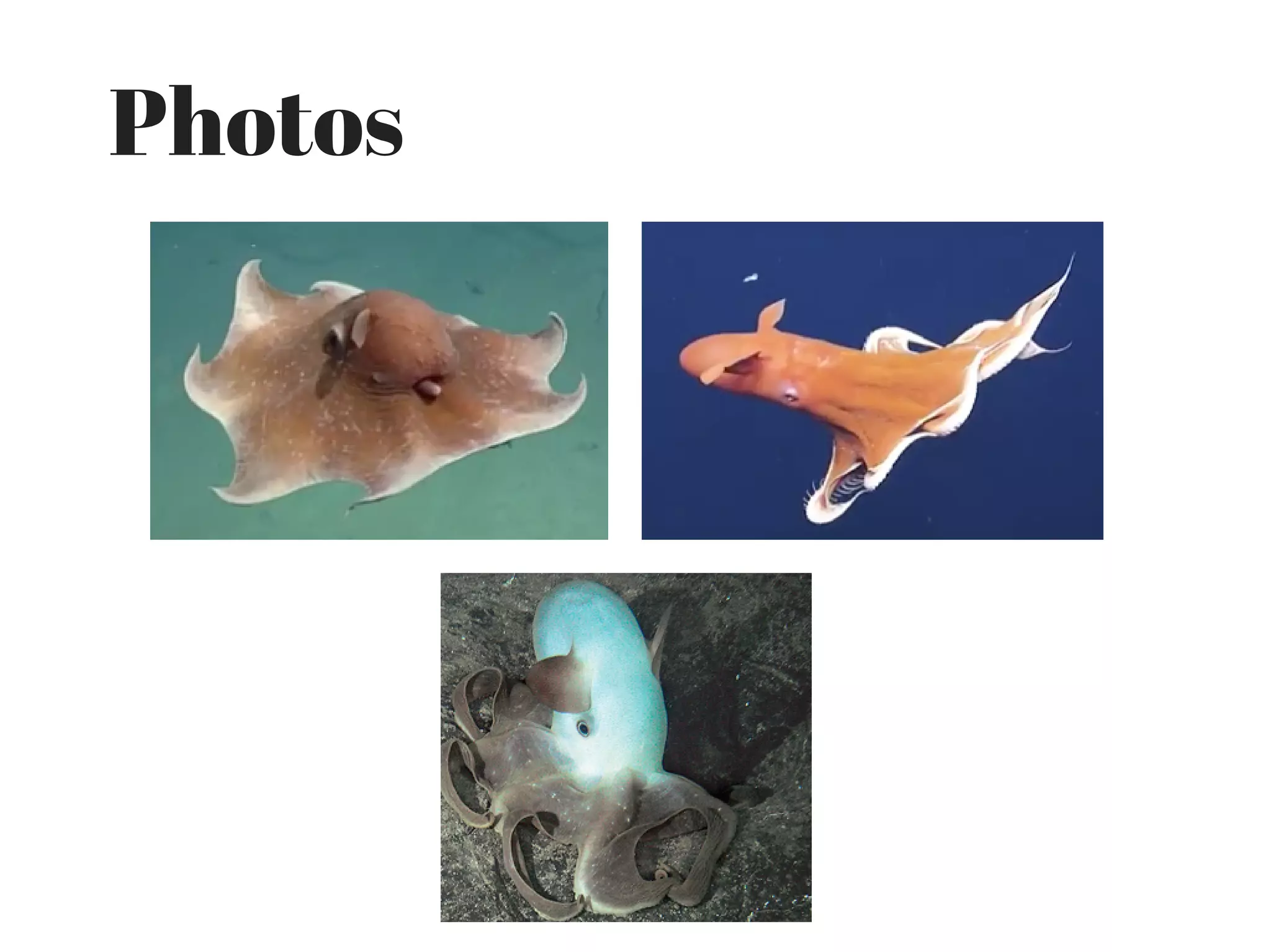 The Dumbo Octopus and Facts about it's species | PPT