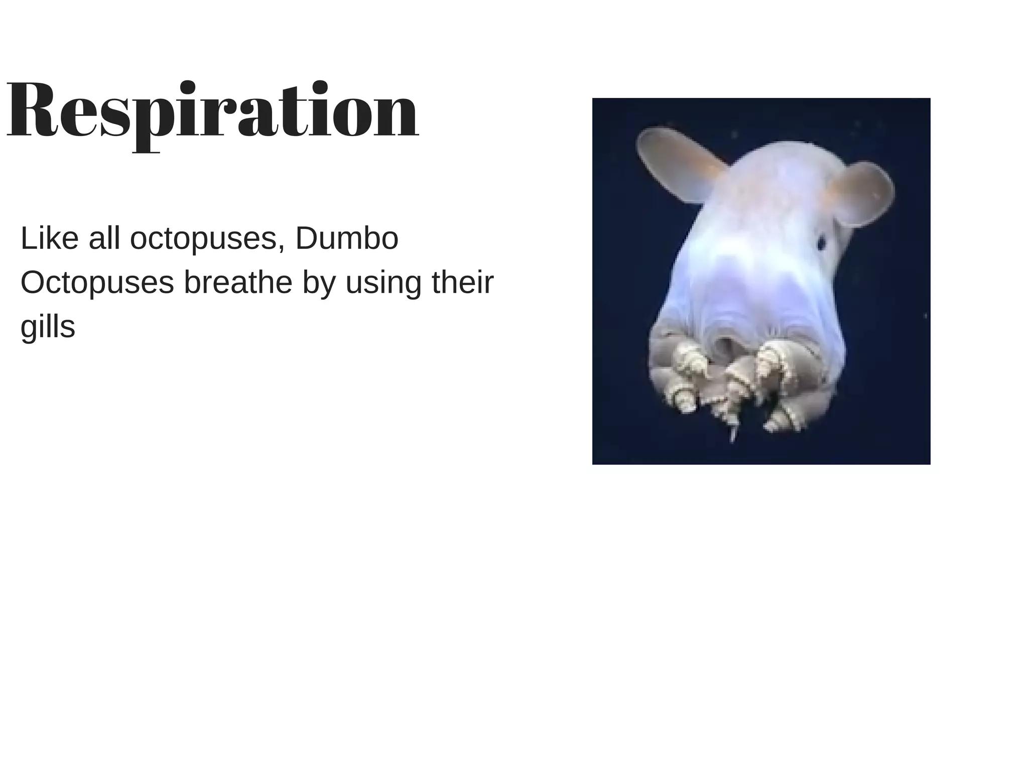 The Dumbo Octopus and Facts about it's species | PPT