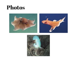 The Dumbo Octopus and Facts about it's species | PPT