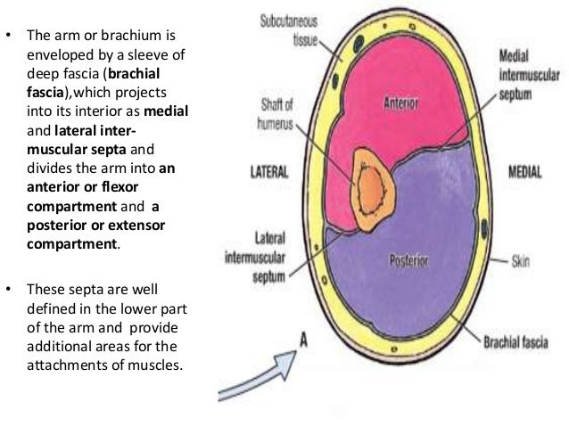 Brachial Fascia