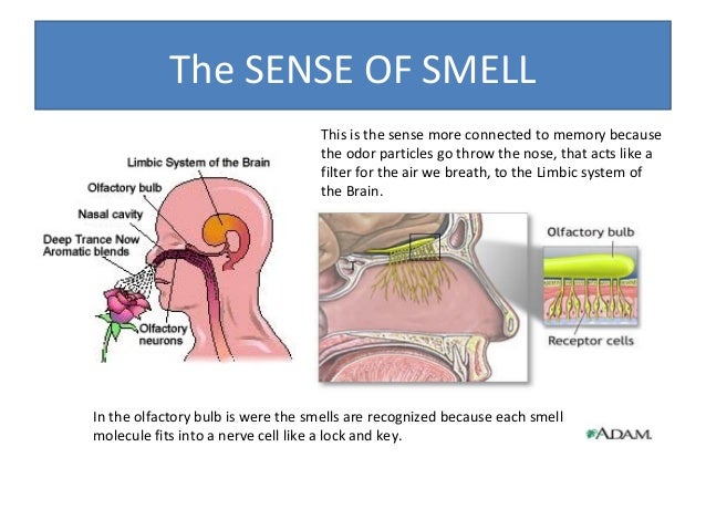 The five senses