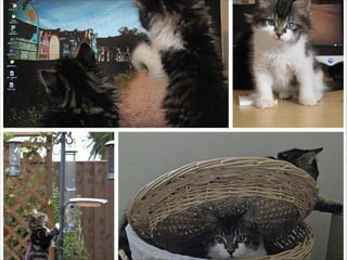 The Professional Development Cycle - tools and techniques to help you ...