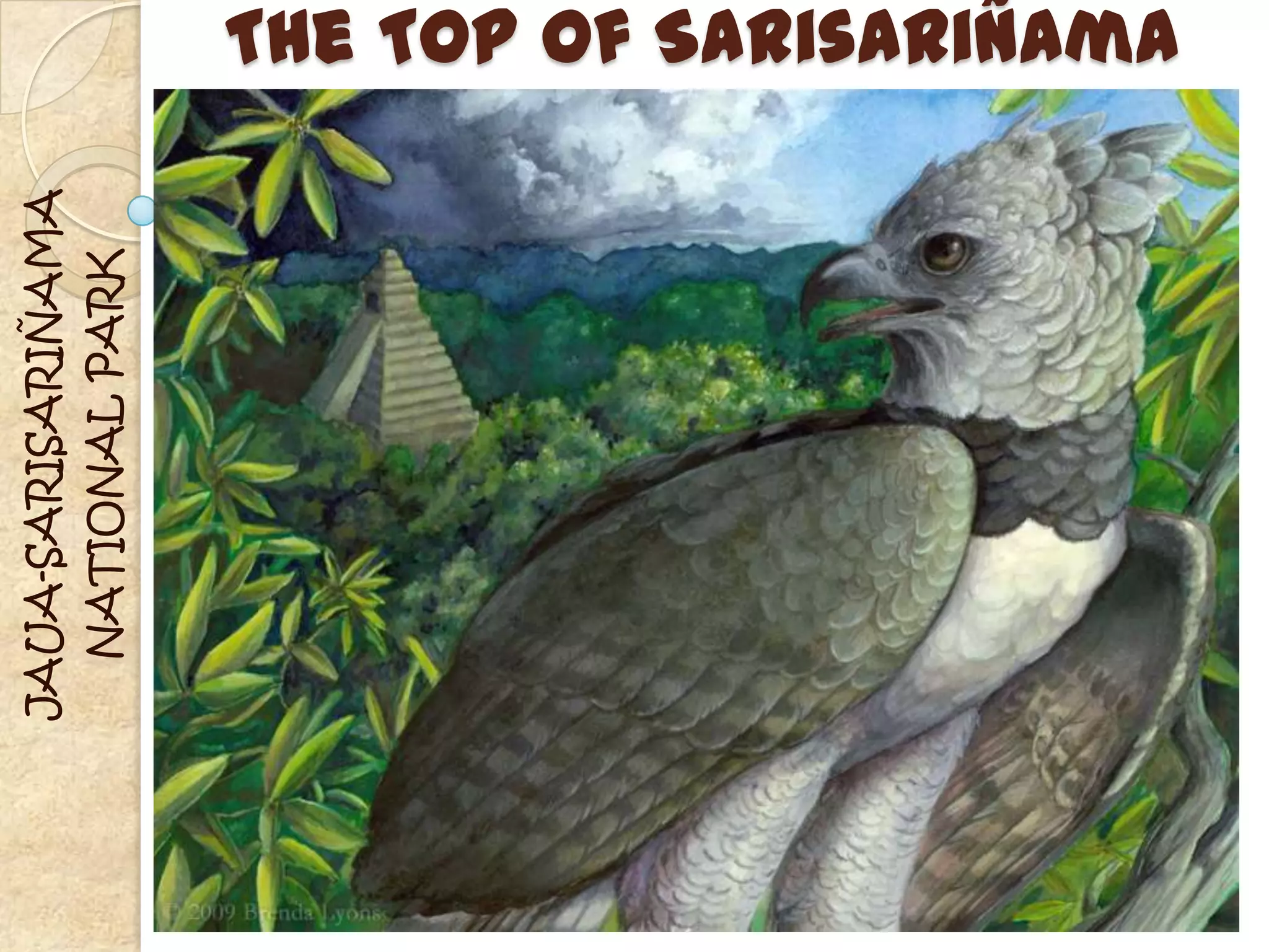 The top of sarisariñama