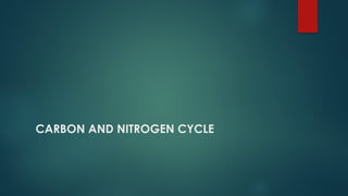 The Carbon and Nitrogen Cycles in detail | PPT