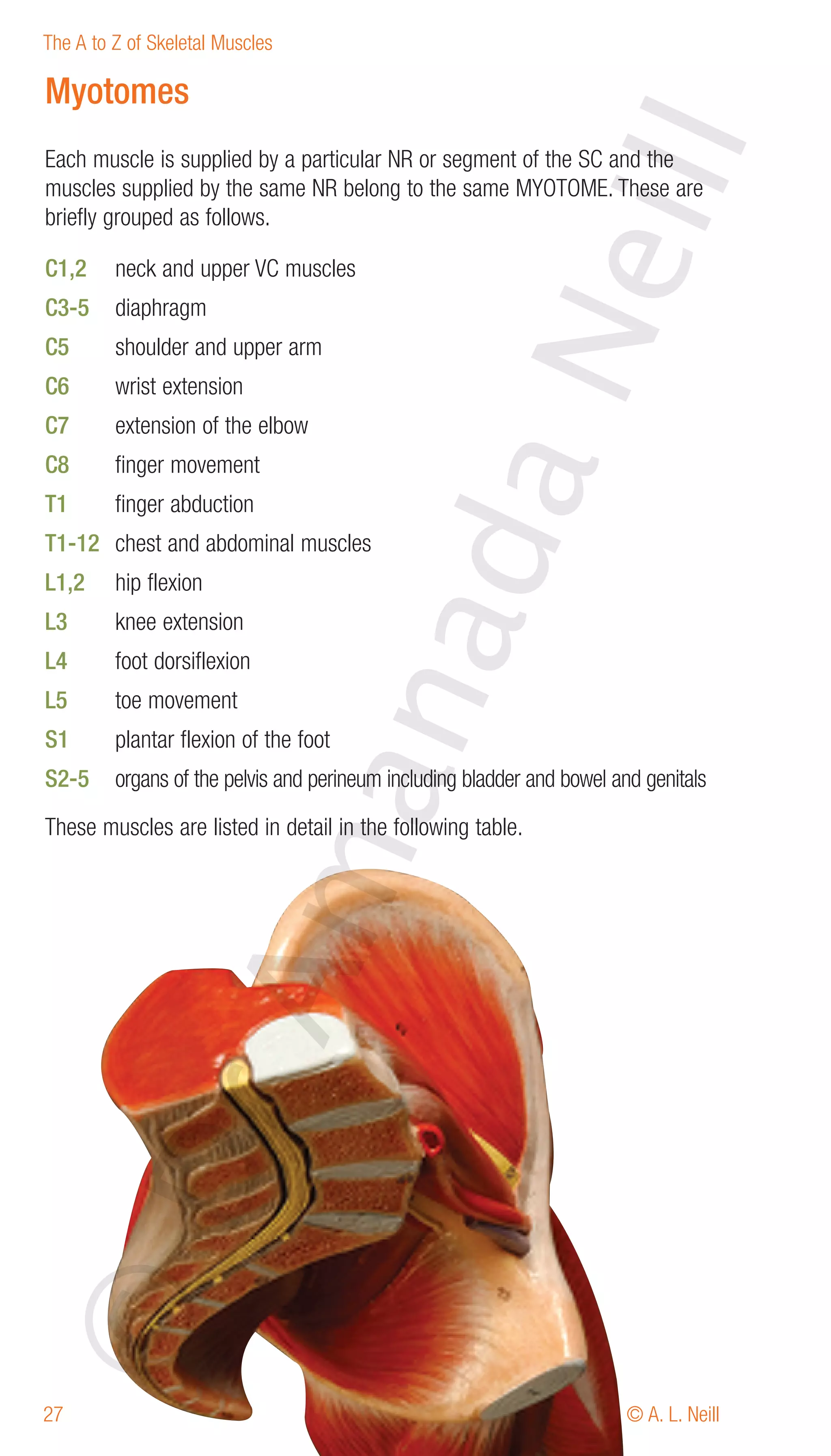 The a-to-z-of-skeletal-muscles | PDF