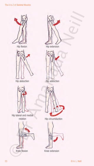 The a-to-z-of-skeletal-muscles | PDF