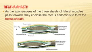 The-abdominal-wall-2.pptx
