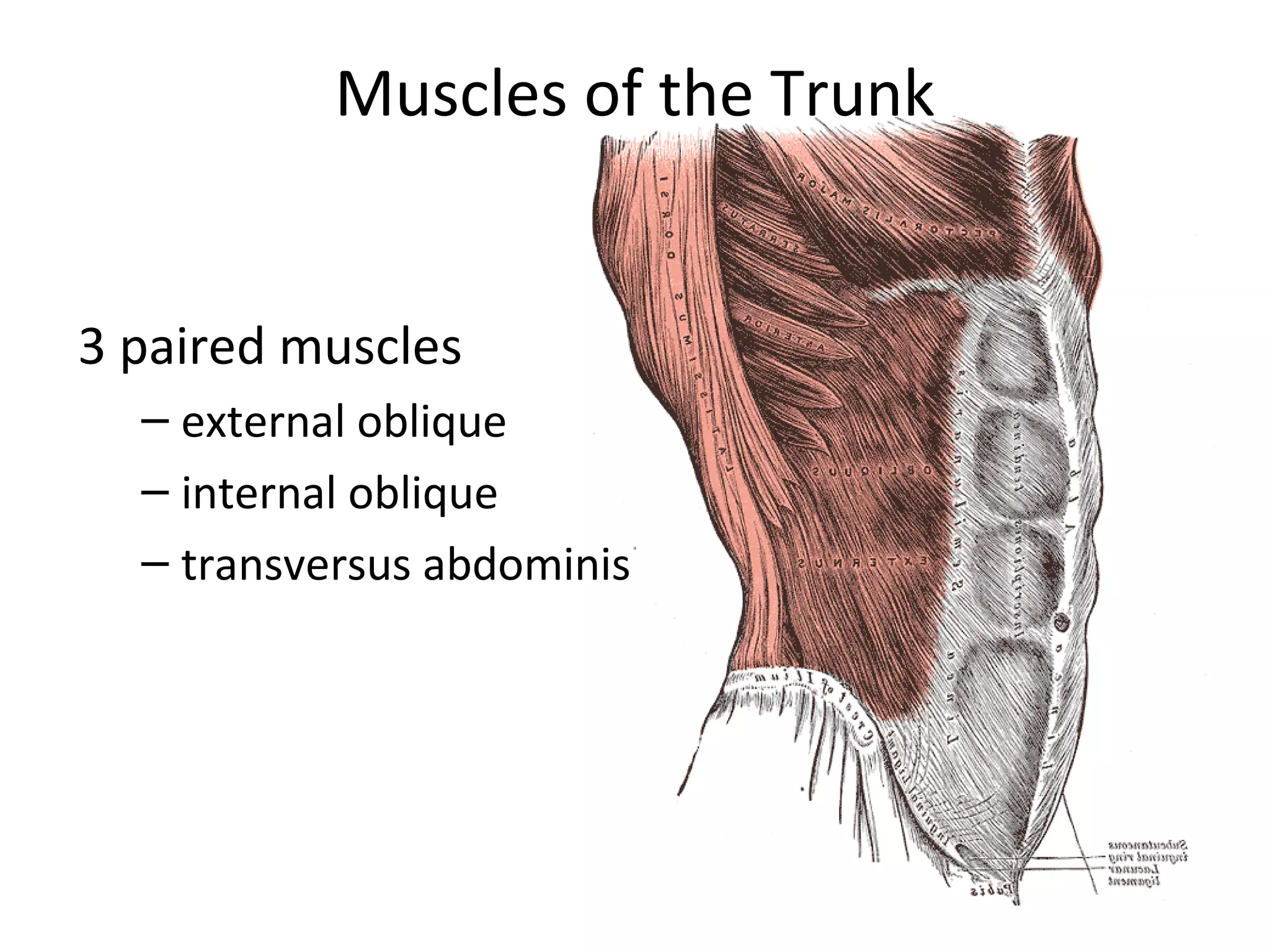 The Abdominal Wall - Muscles of the Trunk | PPT