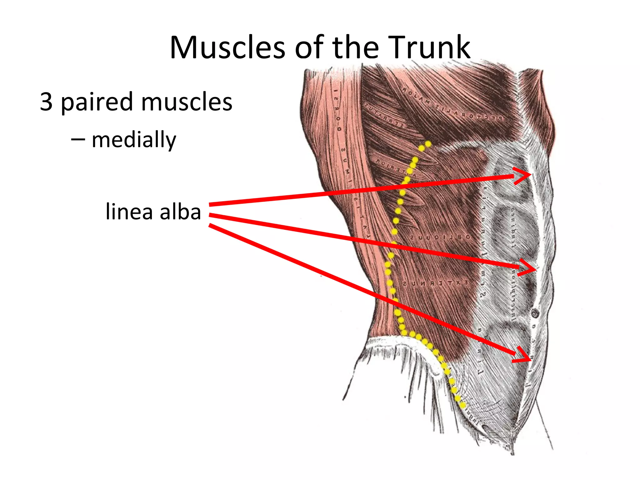 The Abdominal Wall - Muscles of the Trunk | PPT | Death, Injury, or ...