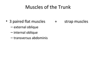 The Abdominal Wall - Muscles of the Trunk | PPT