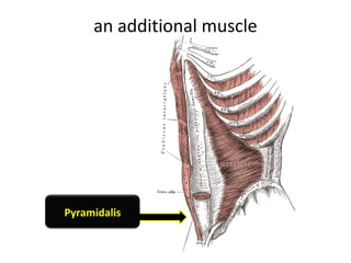 Pyramidal Muscle